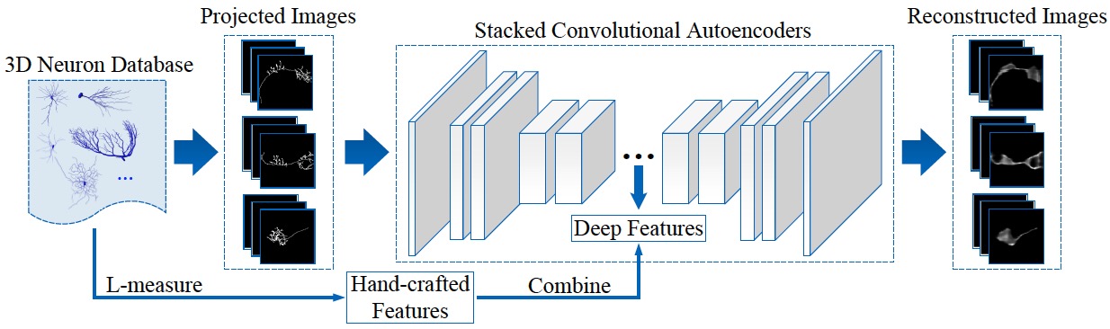 Deep Feature Representation for The Computational Analytics of 3D ... Deep Feature Representation for The Computational Analytics of 3D ...